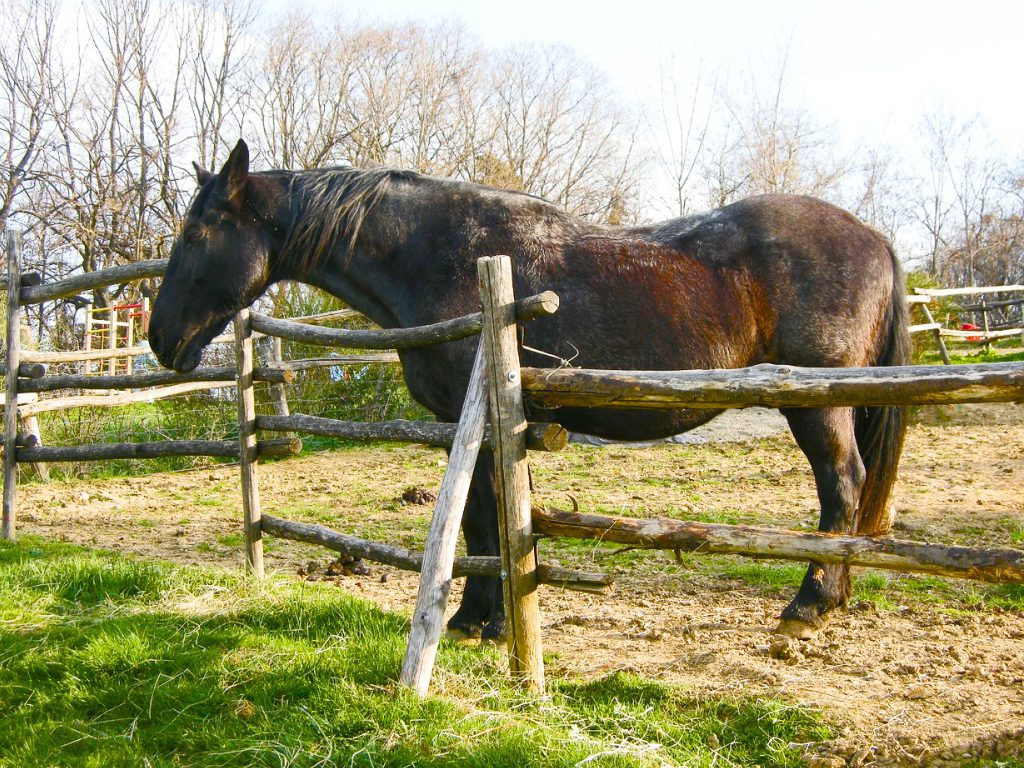 Soñar con Caballo Enfermo