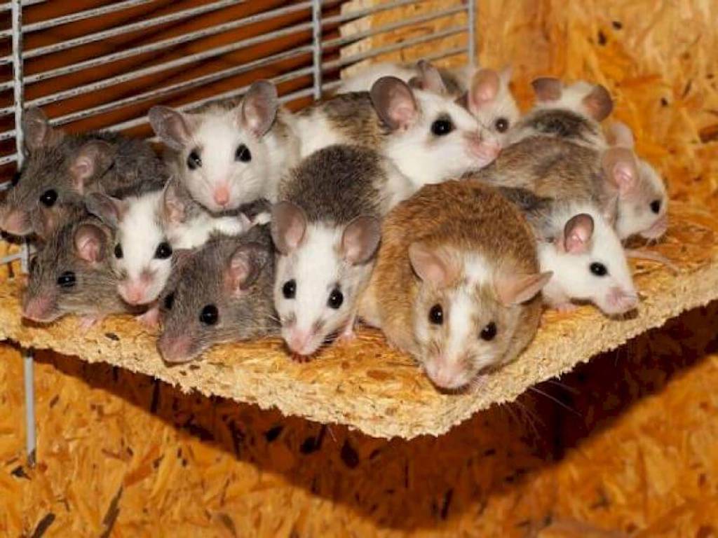 Soñar con Pericotes Pequeños