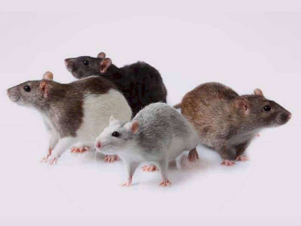 Soñar con Pericotes