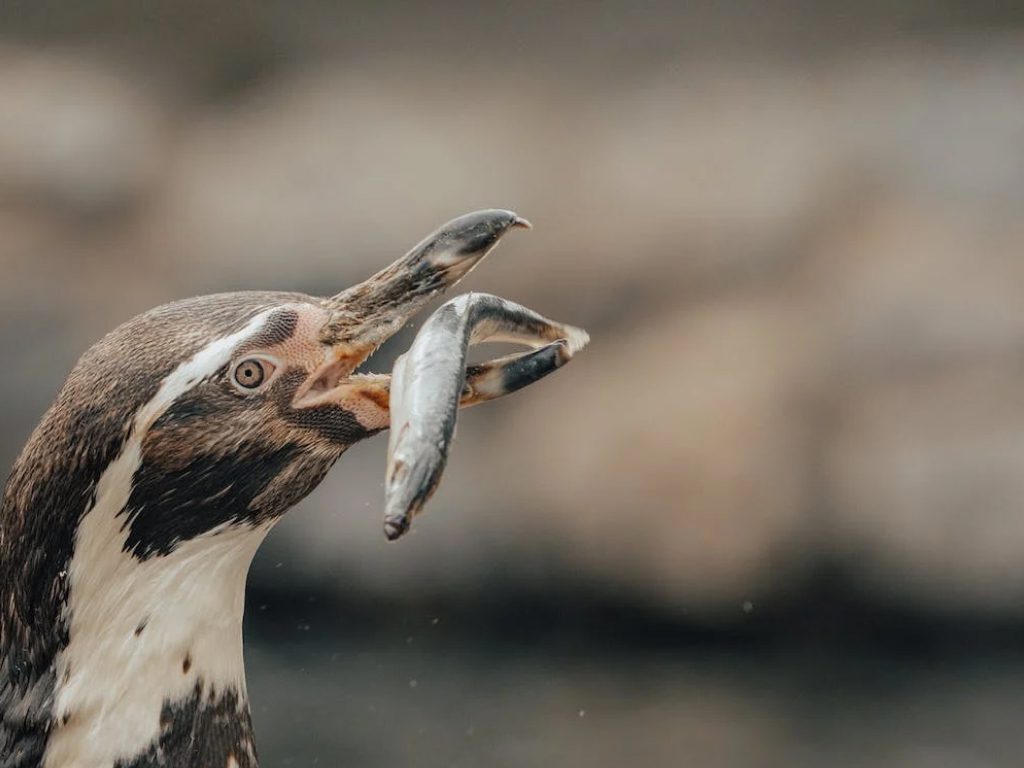 Soñar con Pingüinos Comiendo