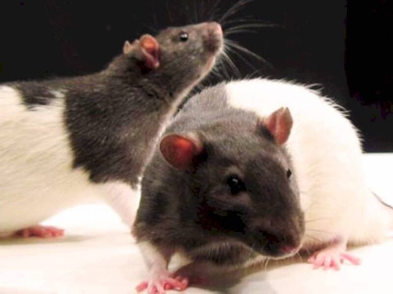 Soñar con Ratas y Pericotes