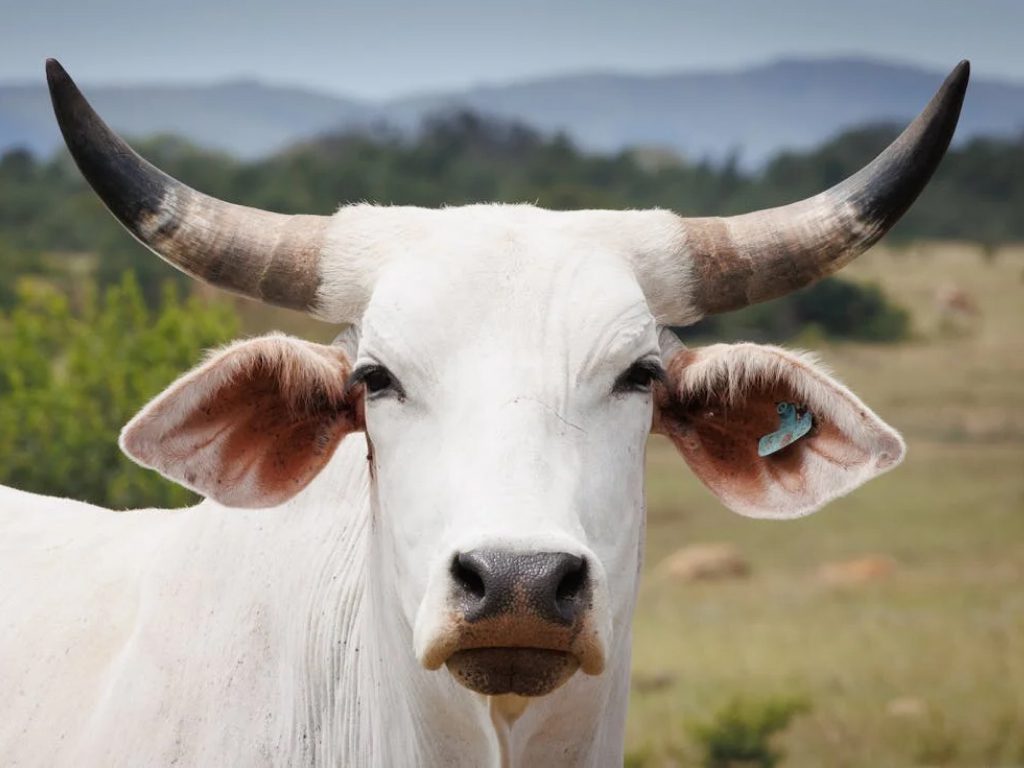 Soñar con Vaca con Cuernos