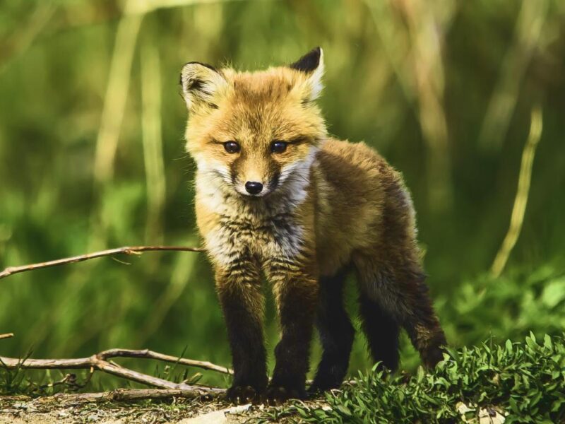 Soñar con Zorro Cachorro